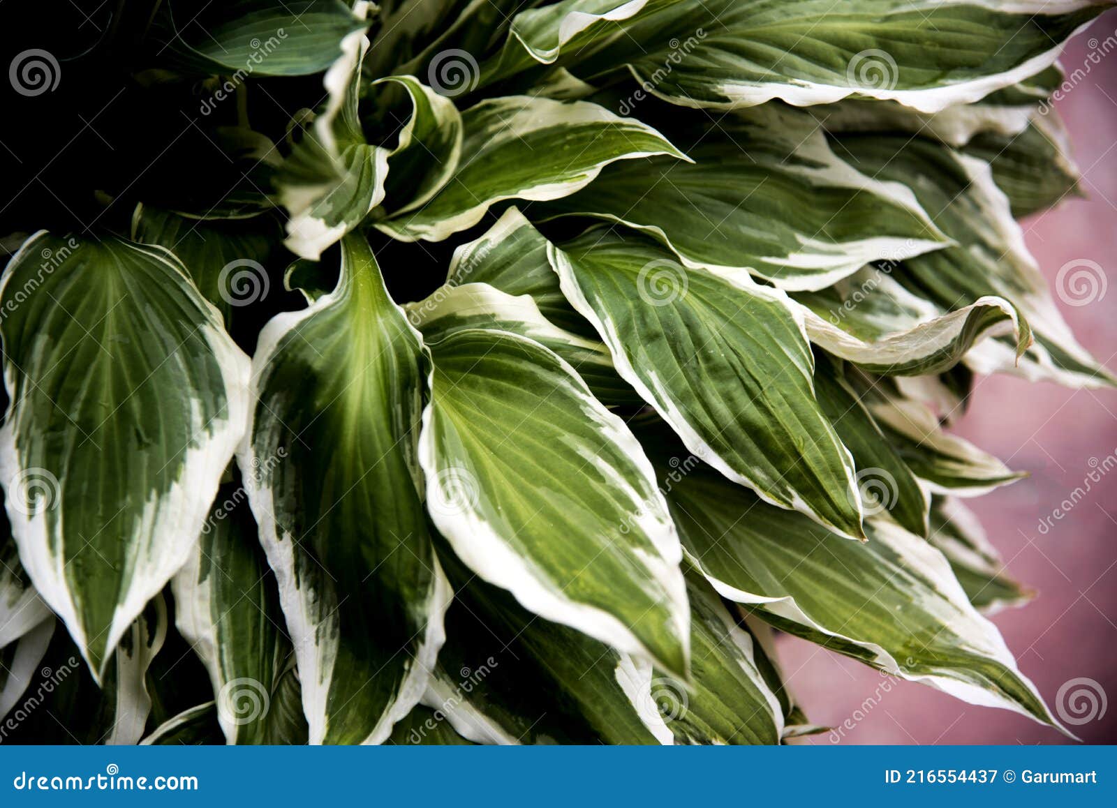 Hostas Variegata Leaves at Garden Full Sun Stock Image - Image of ...