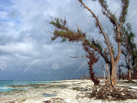 Hostile Beach Trees stock image. Image of shore, bahamas - 5897801