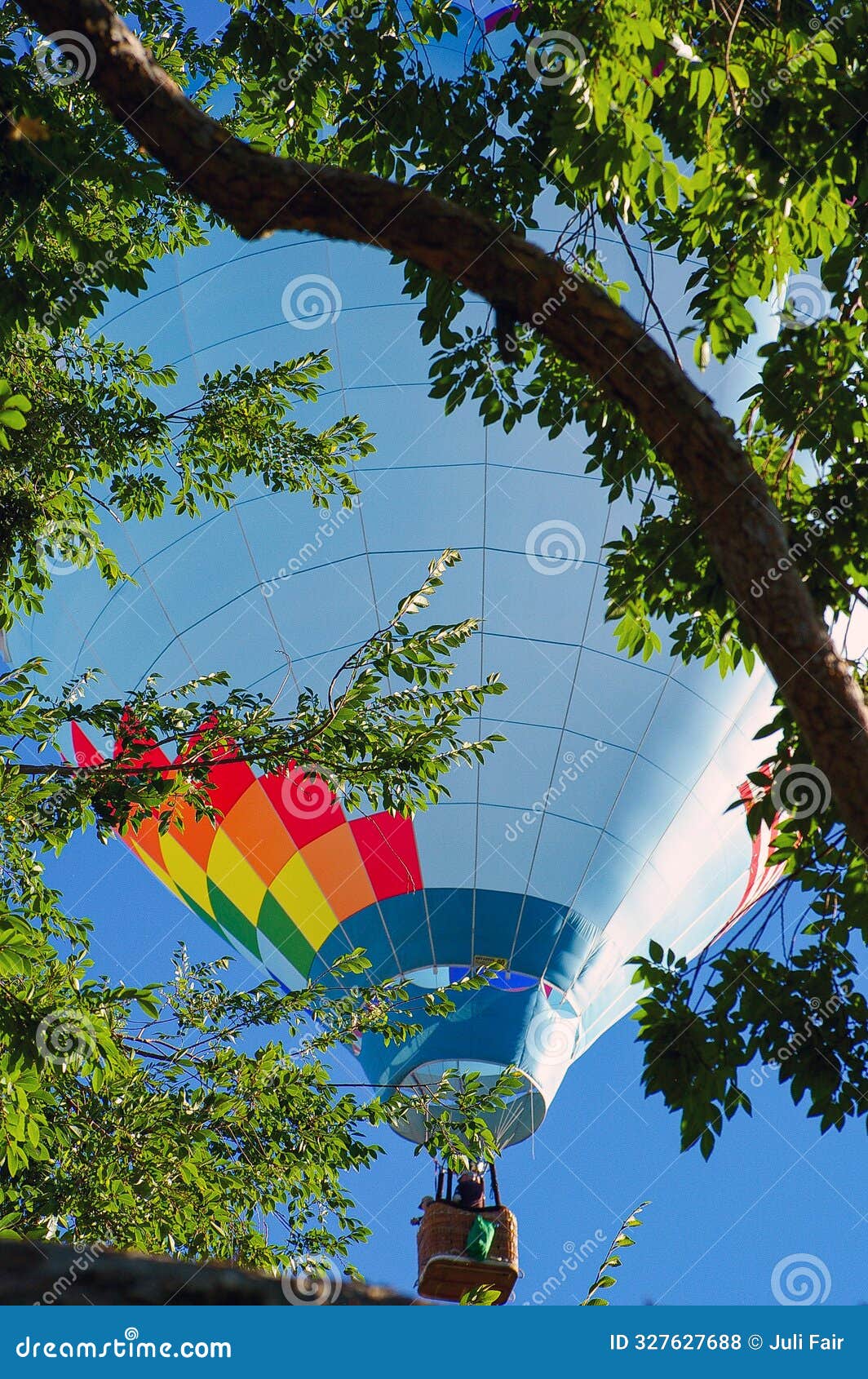 Hot Air Balloon through a Tree Stock Photo - Image of colorful ...