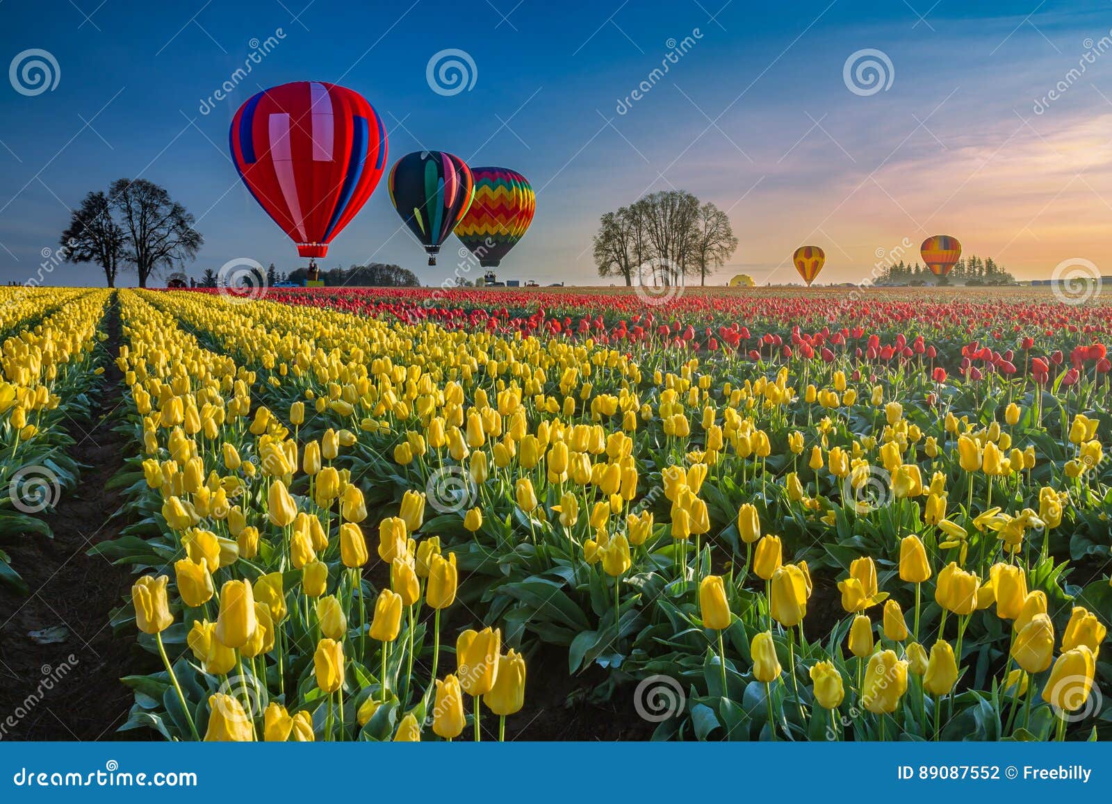 Hot Air Balloons Hovering Over Tulips Stock Photo - Image of romance ...
