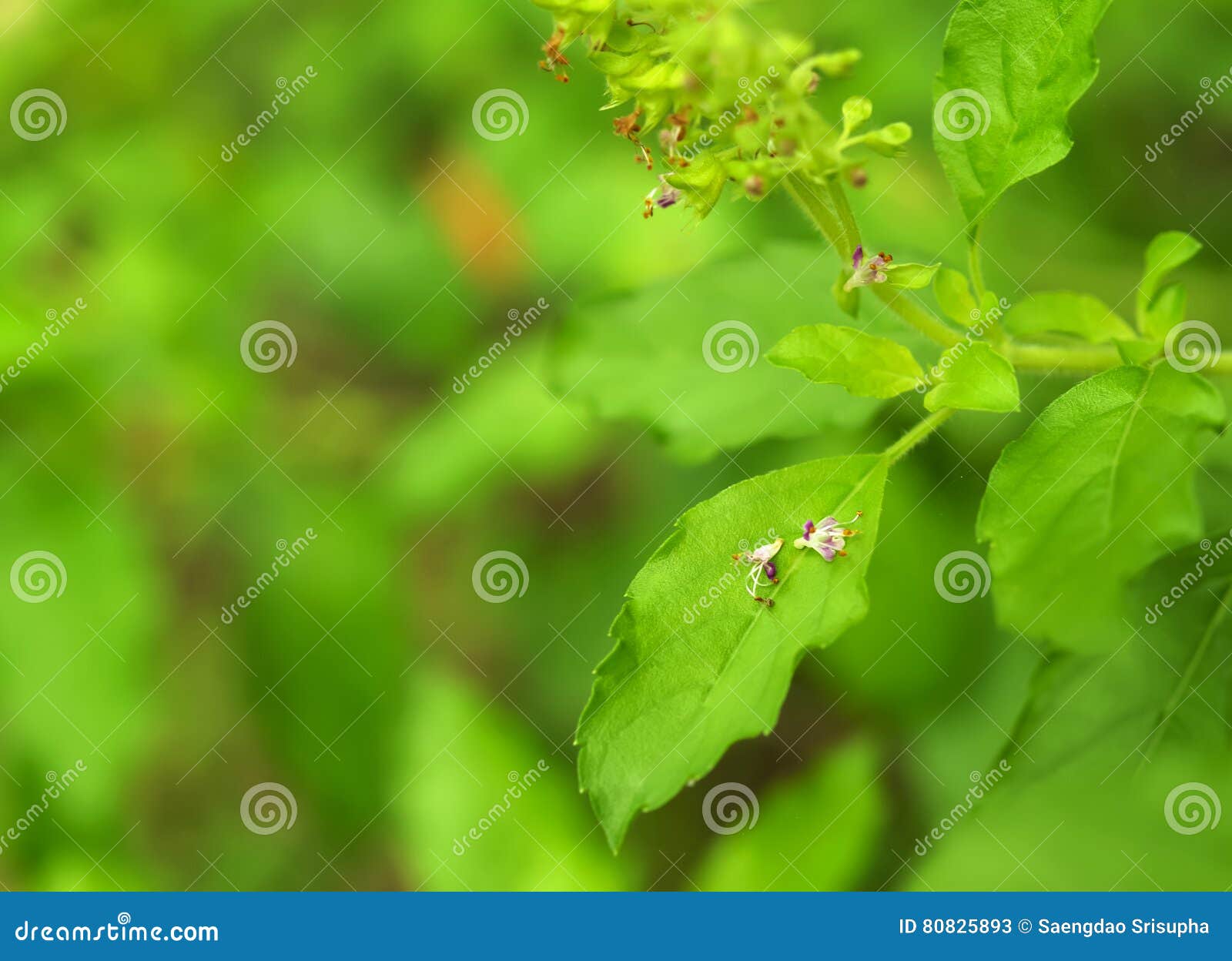 Hot basil stock image. Image of green, basil, food, life - 80825893