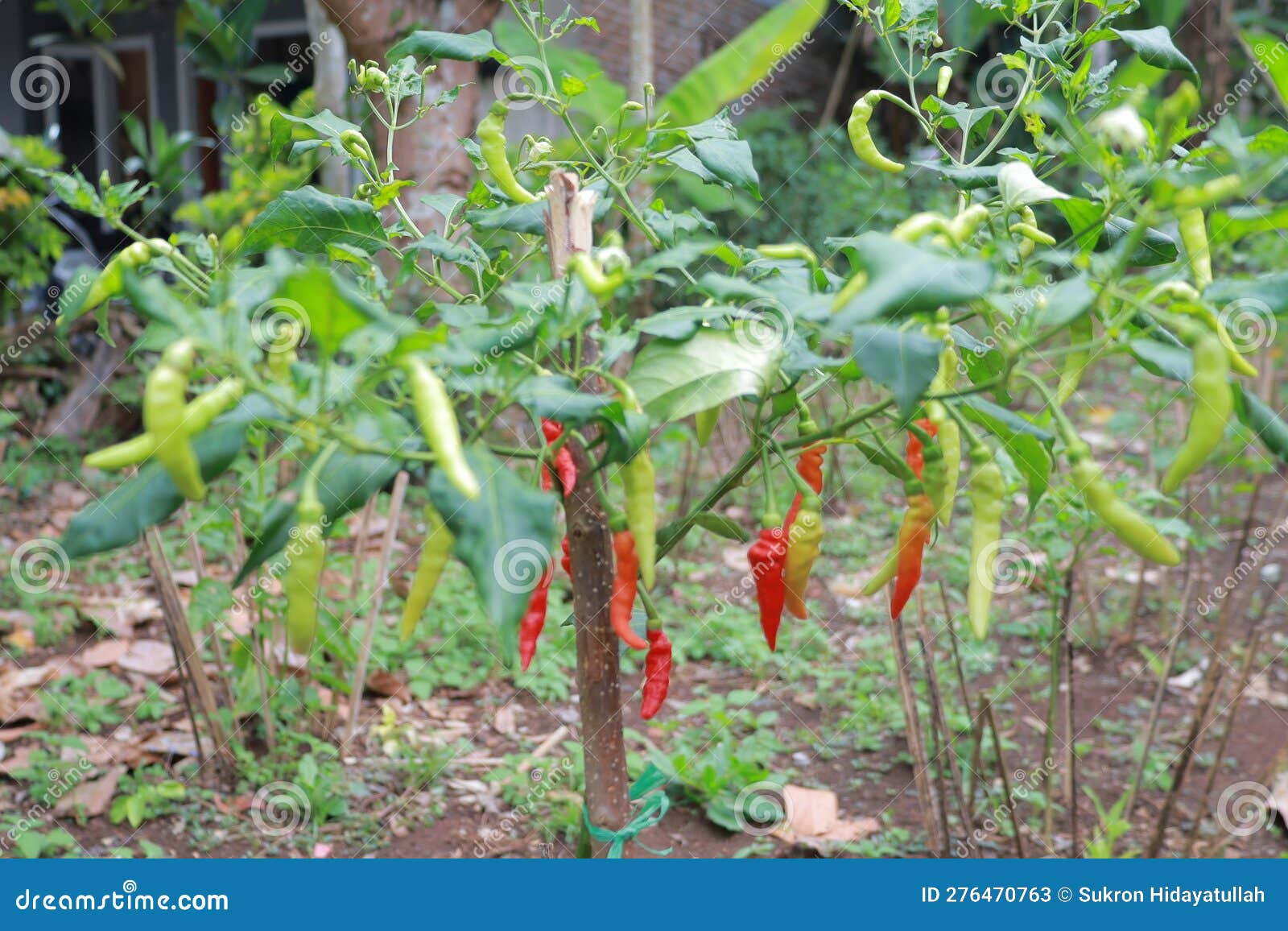 Hot Cayenne Pepper Chilli Look so Fresh Stock Image - Image of pepper ...