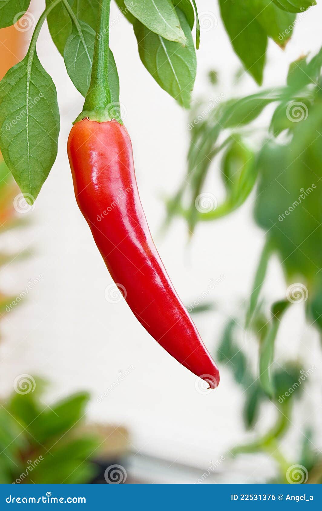 Hot chili pepper tree stock photo. Image of healthy, tree - 22531376