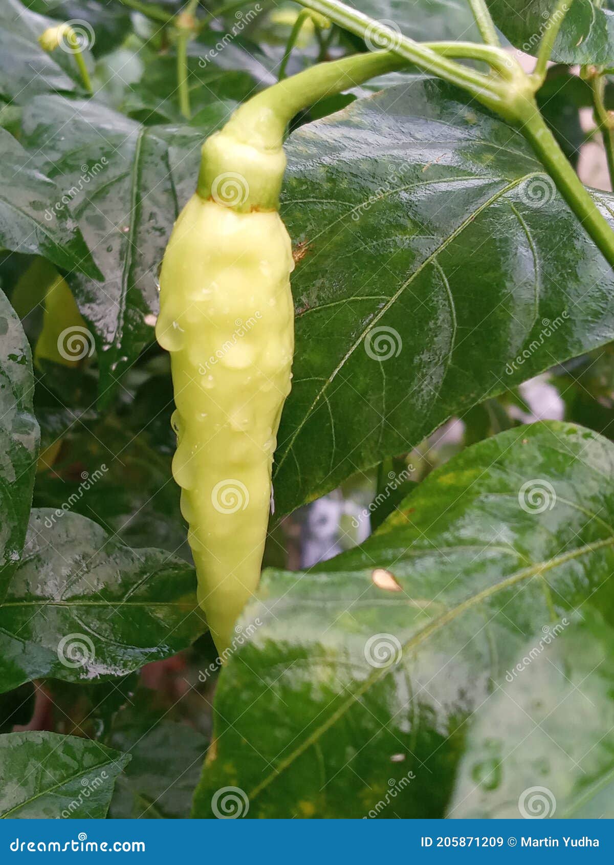 The Hot Chili Rawit stock image. Image of chili, green - 205871209