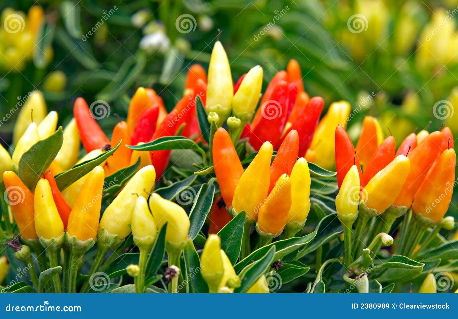 Hot chilli stock image. Image of bright, orange, colourful - 2380989