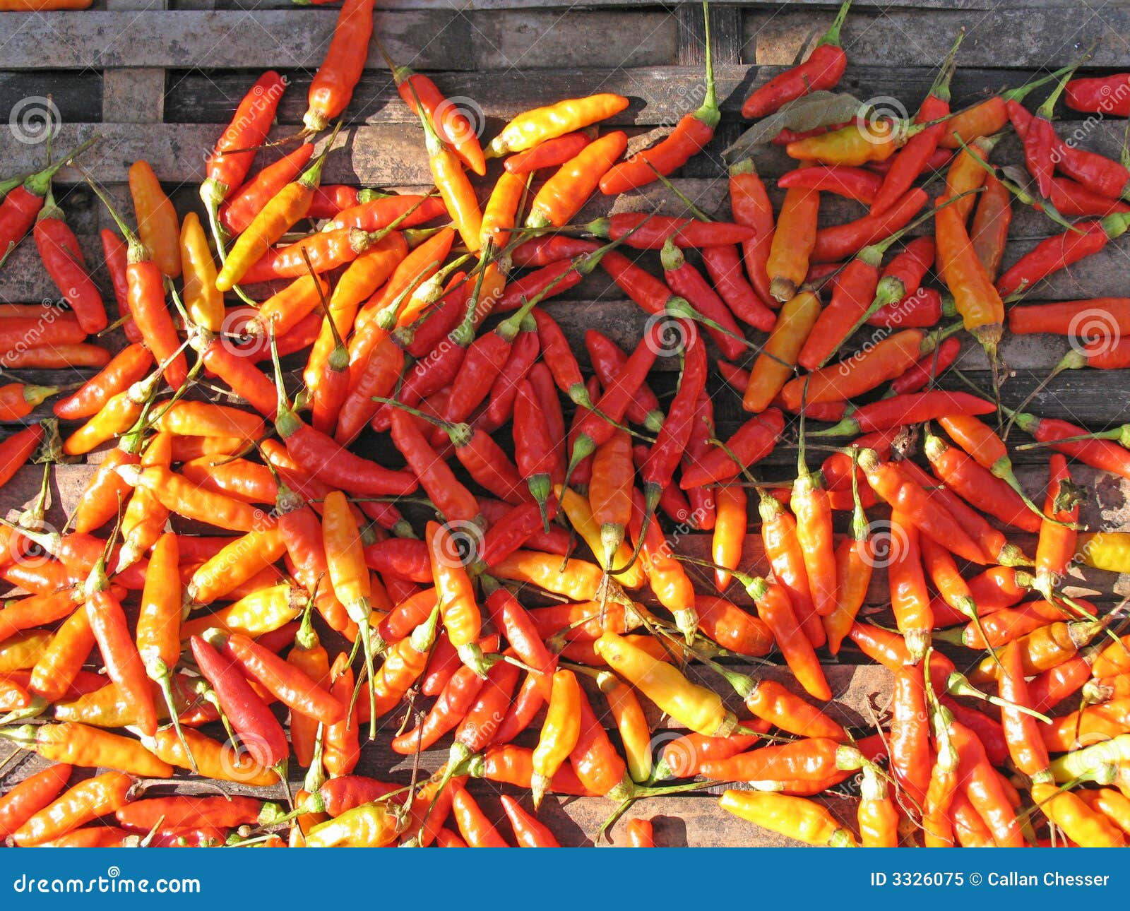 Hot Chilli! stock image. Image of chilli, cultivate, crop - 3326075