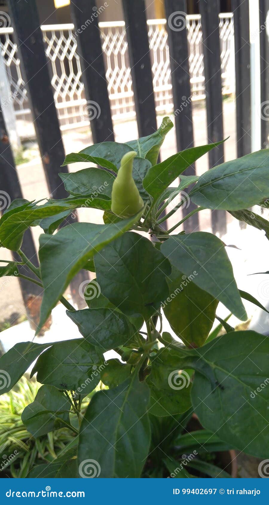 Yellow chilli stock image. Image of chilli, yummy, indonesia - 99402697