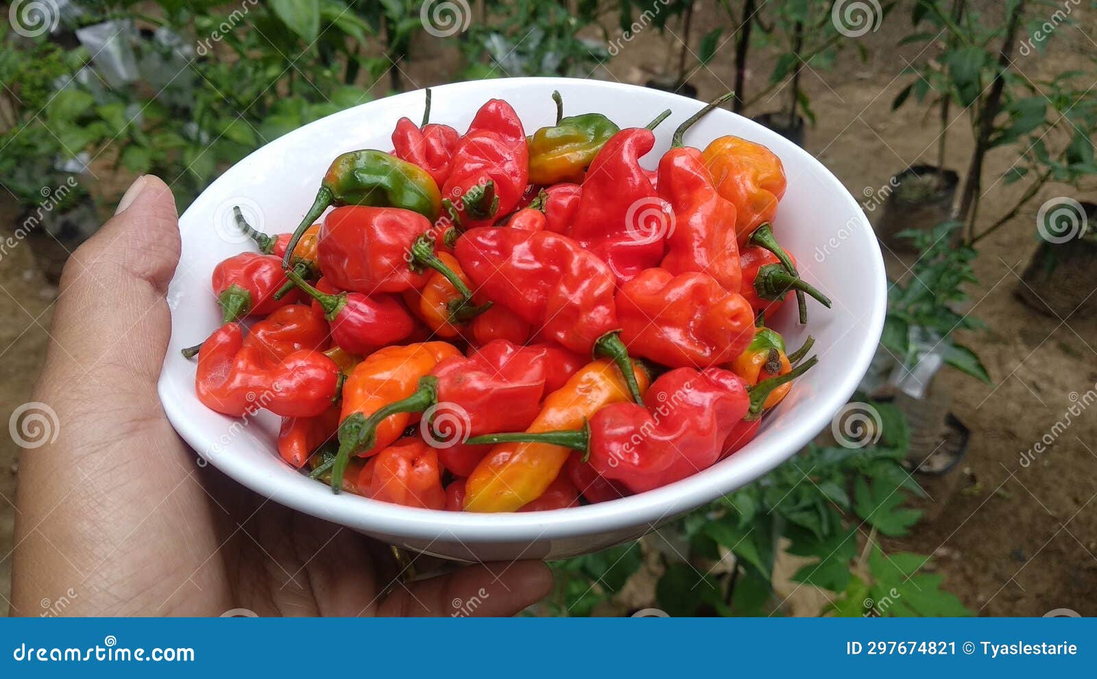 Hot Chilli stock image. Image of garden, minigarden - 297674821