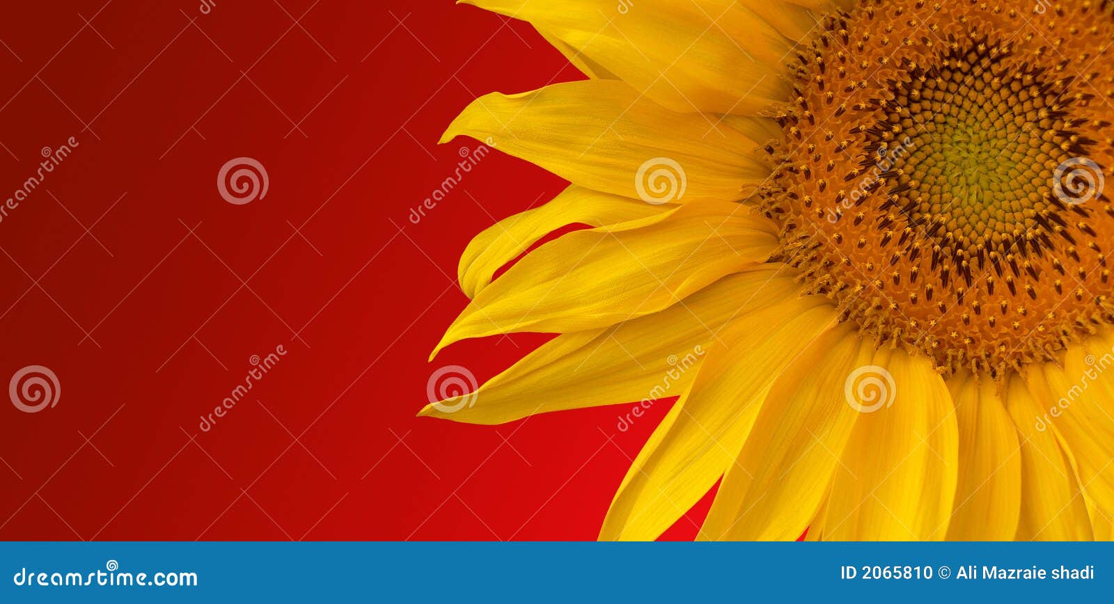 Hot dayes stock photo. Image of green, flora, isolated - 2065810