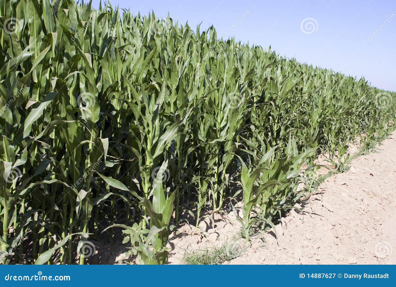 Hot and Dry Arizona Desert Cornfield Stock Image - Image of display ...