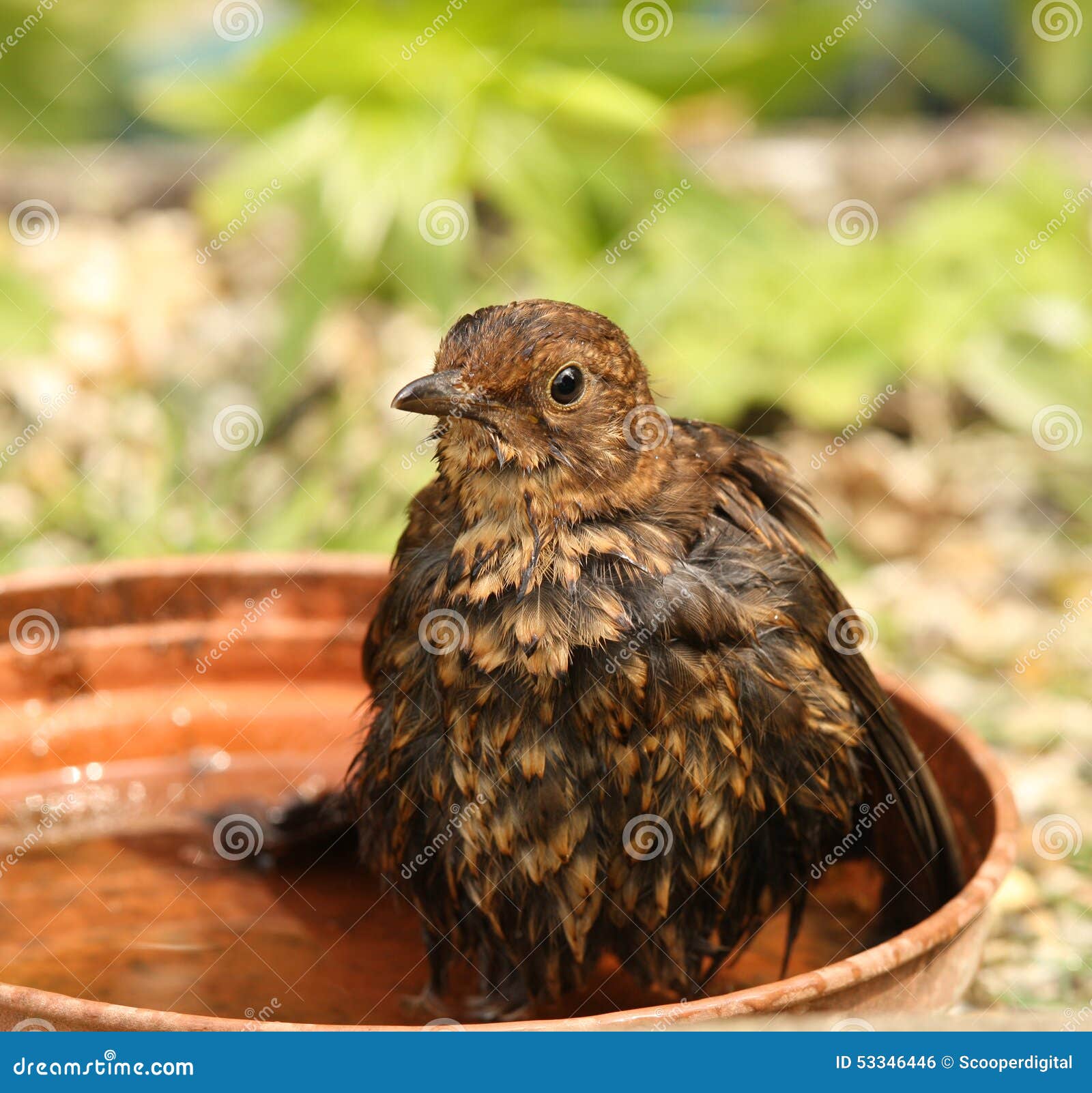 Hot Female Blackbird Cooling Down Stock Photo - Image of feathered ...
