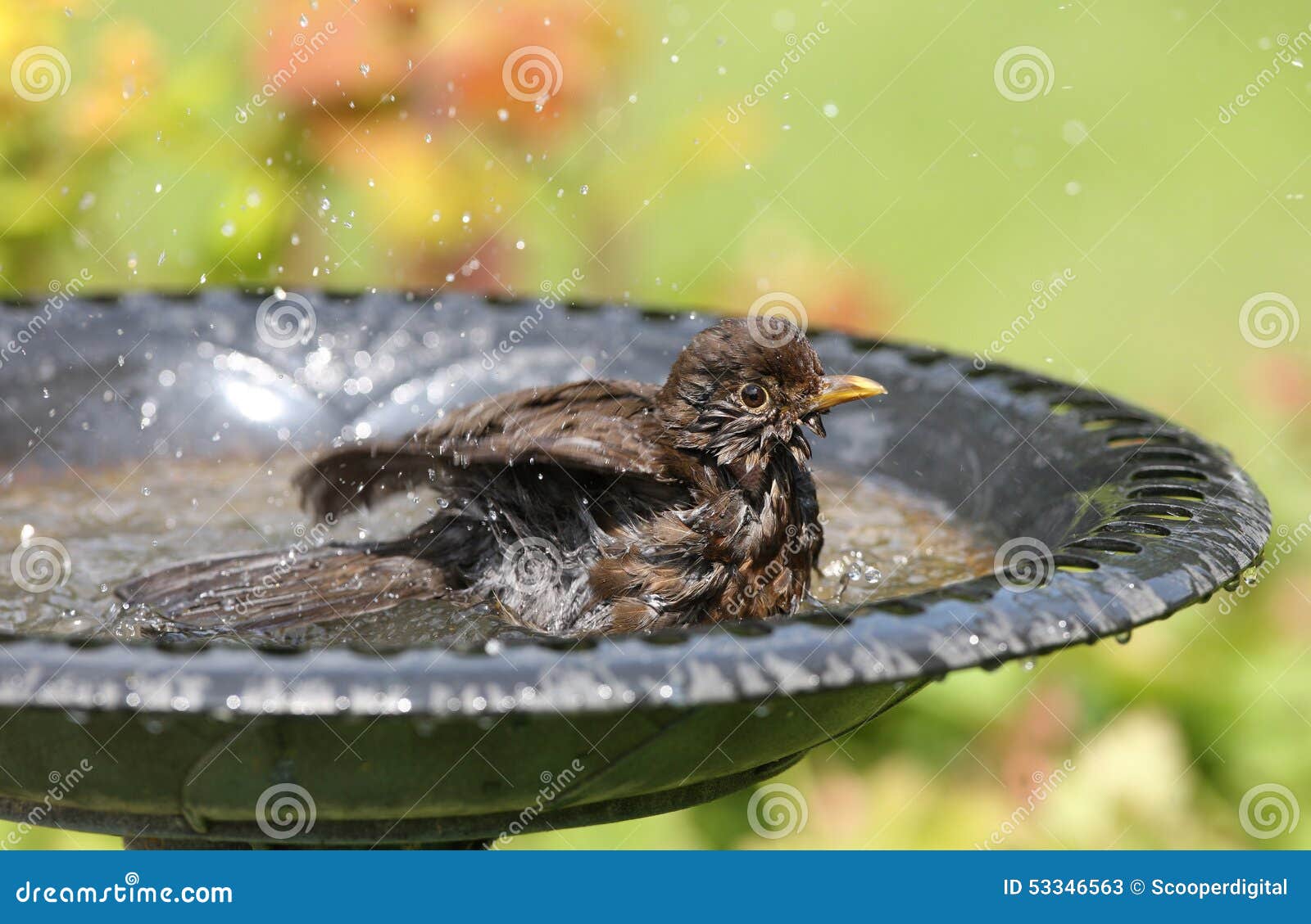 Hot Female Blackbird Cooling Down Stock Image - Image of cooling, wild ...