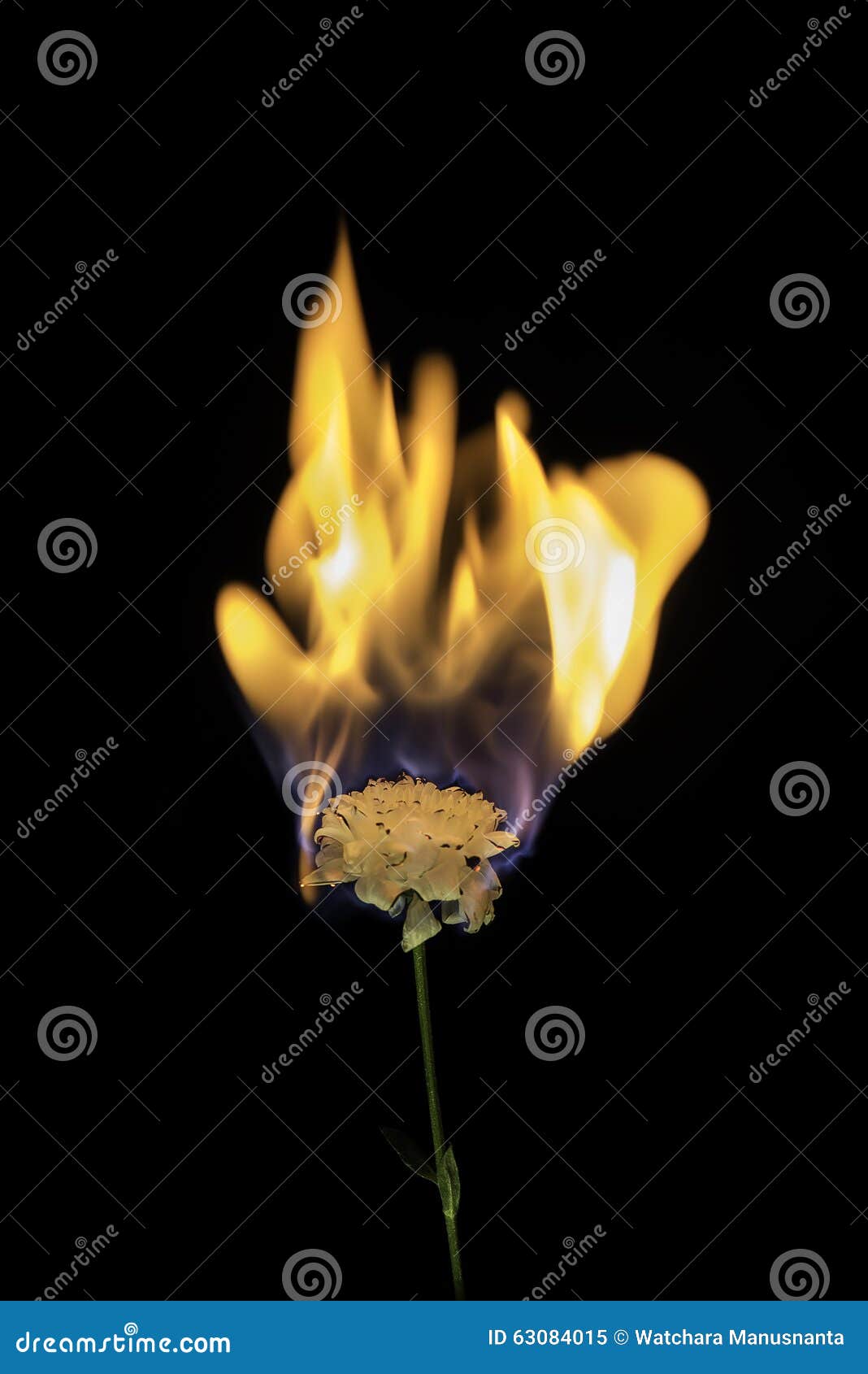 Hot Flower Burned with Fire on Black Background Stock Image - Image of ...