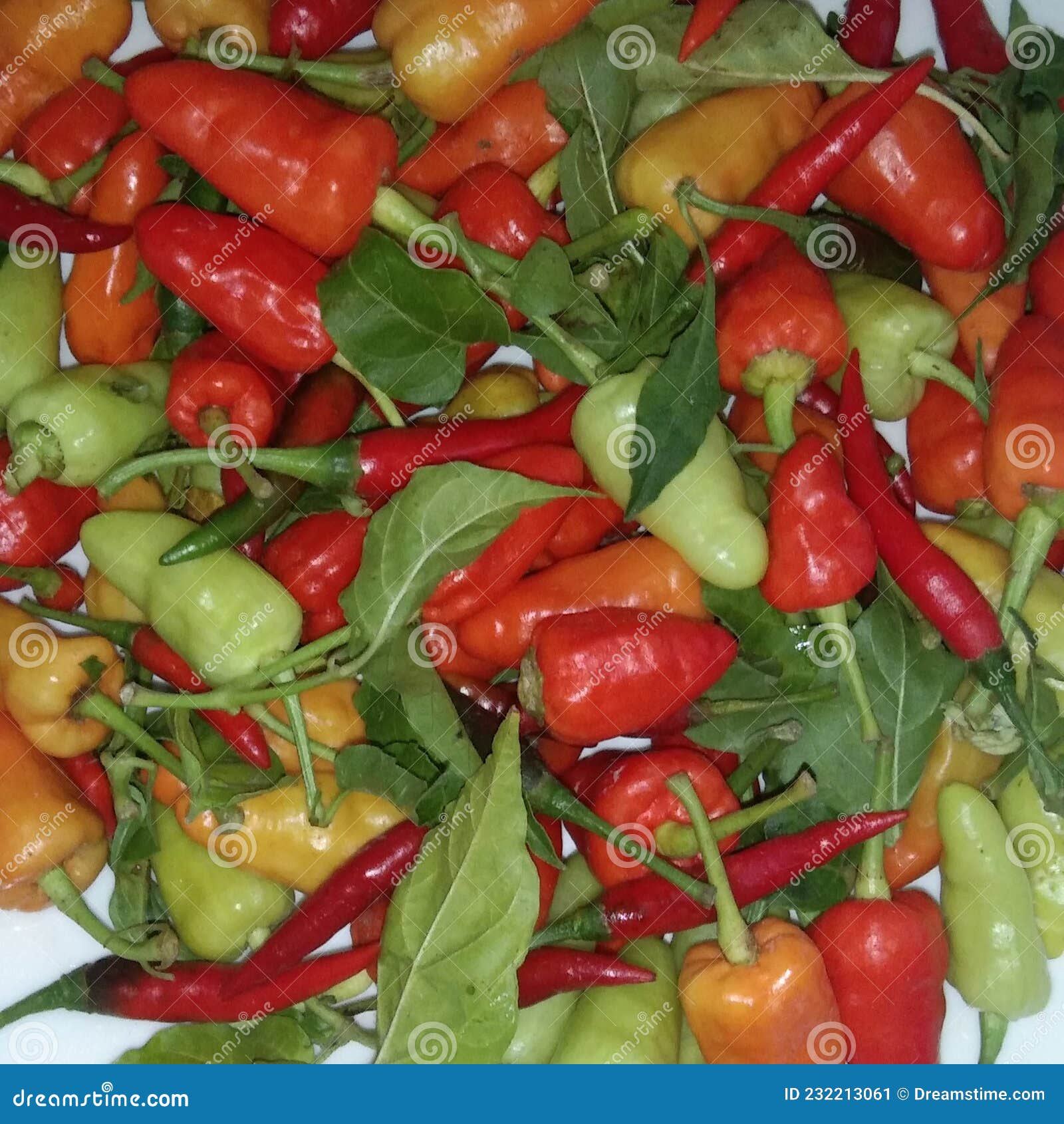Hot fresh chillies stock image. Image of fresh, chillies - 232213061