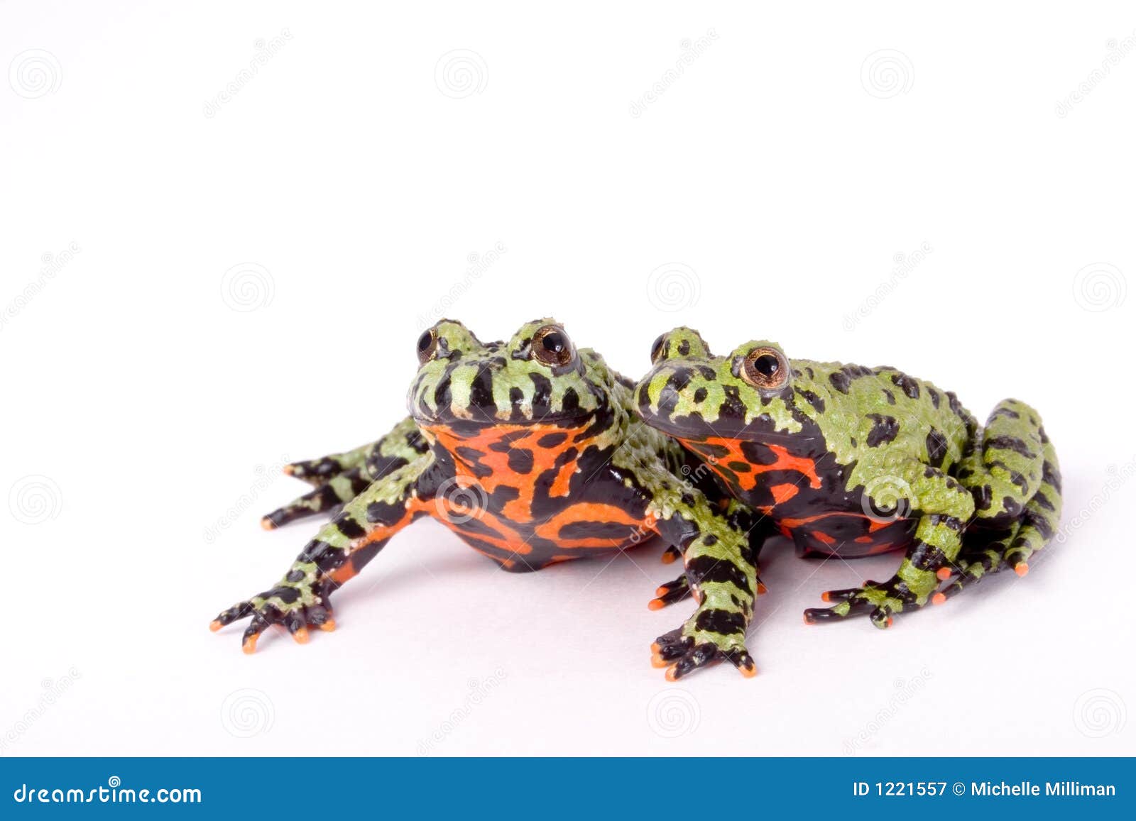 Hot Frogs! stock image. Image of look, life, isolated - 1221557