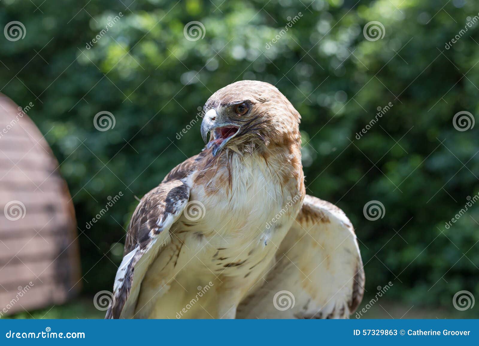 Hot Hawk stock image. Image of hawk, wildlife, hold, feathers - 57329863