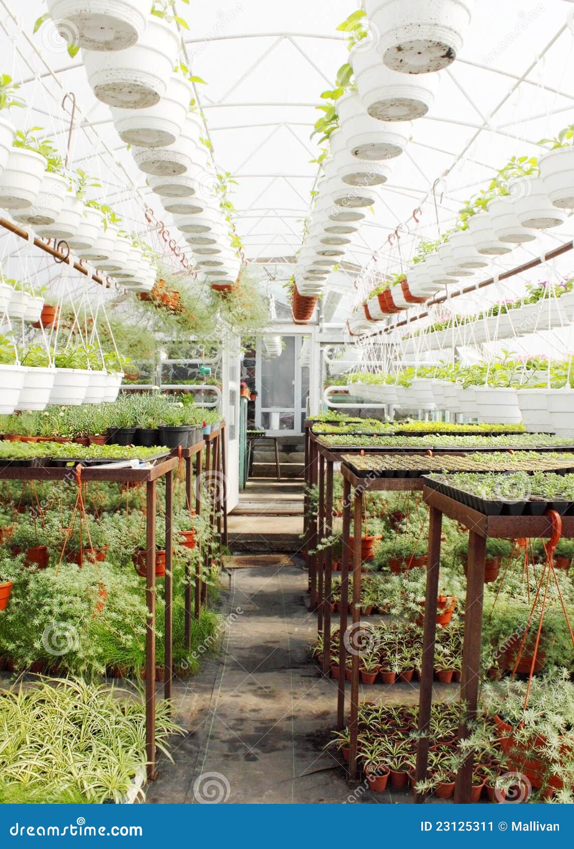 The hot-house stock image. Image of gardening, culture - 23125311