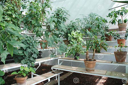 Hot House Plants on Benches Stock Photo - Image of growing, light: 9641572