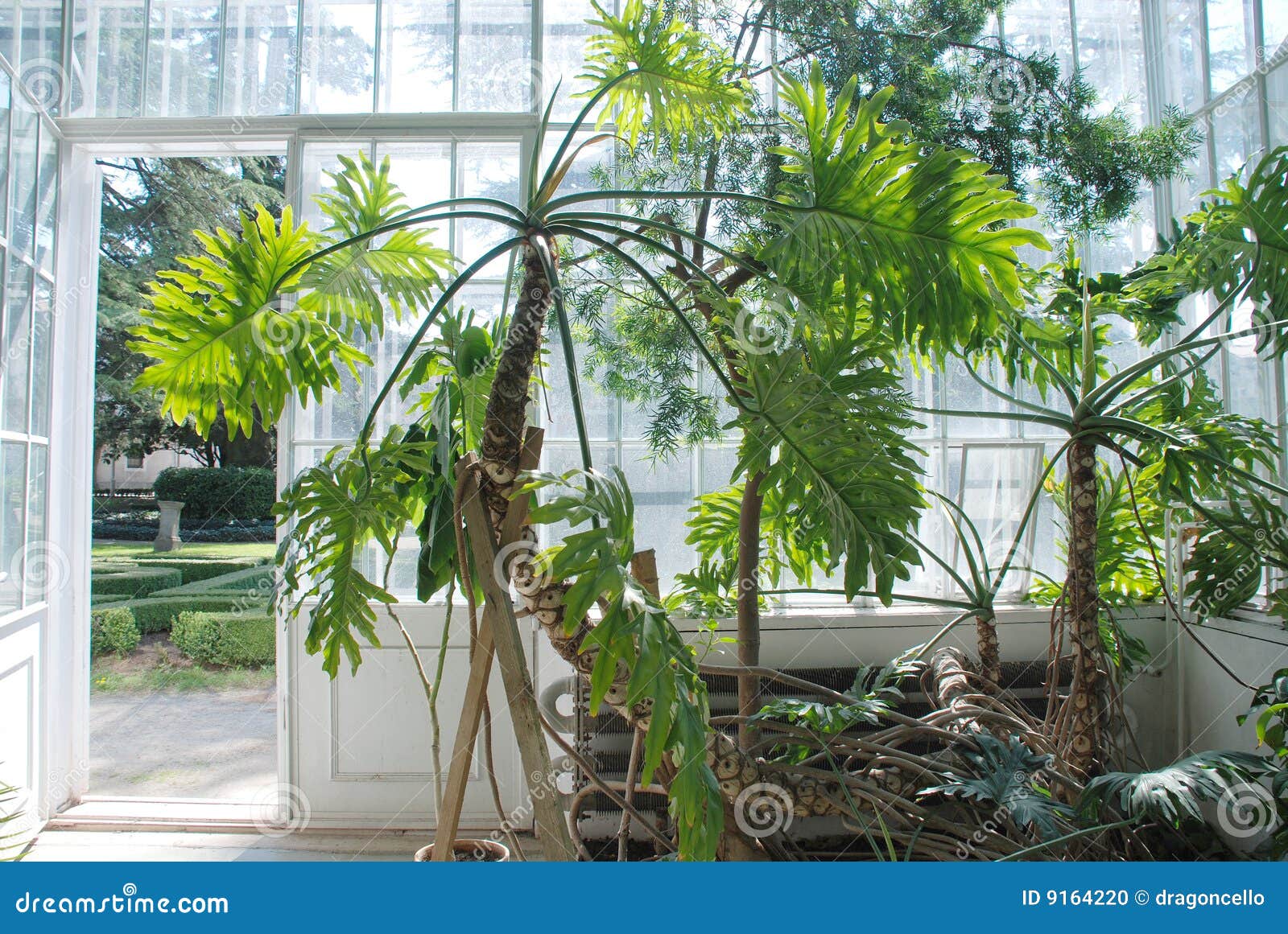 Hot House Plants by Door stock photo. Image of glass, house - 9164220