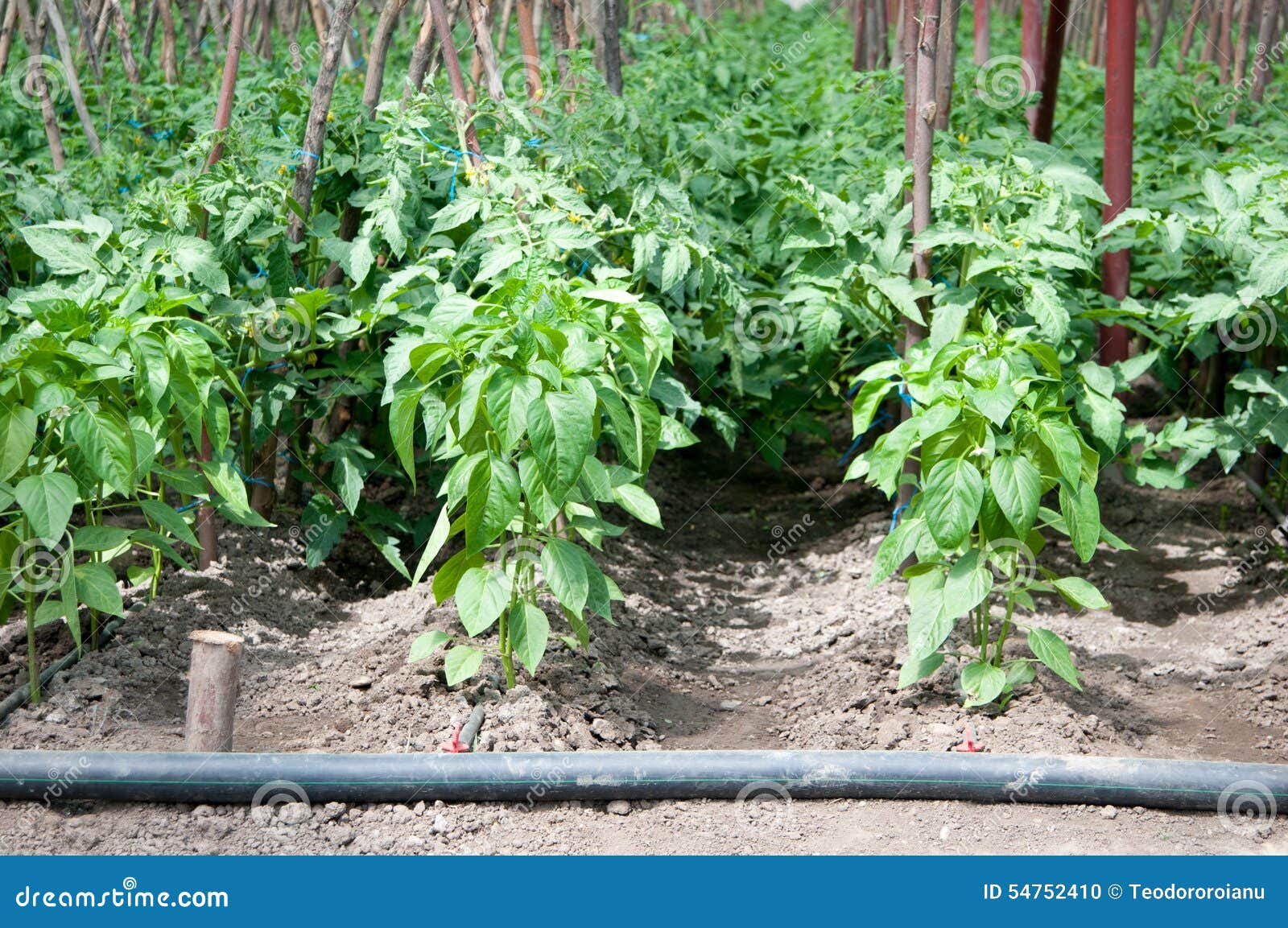 Hot house plants stock photo. Image of detail, cherry - 54752410