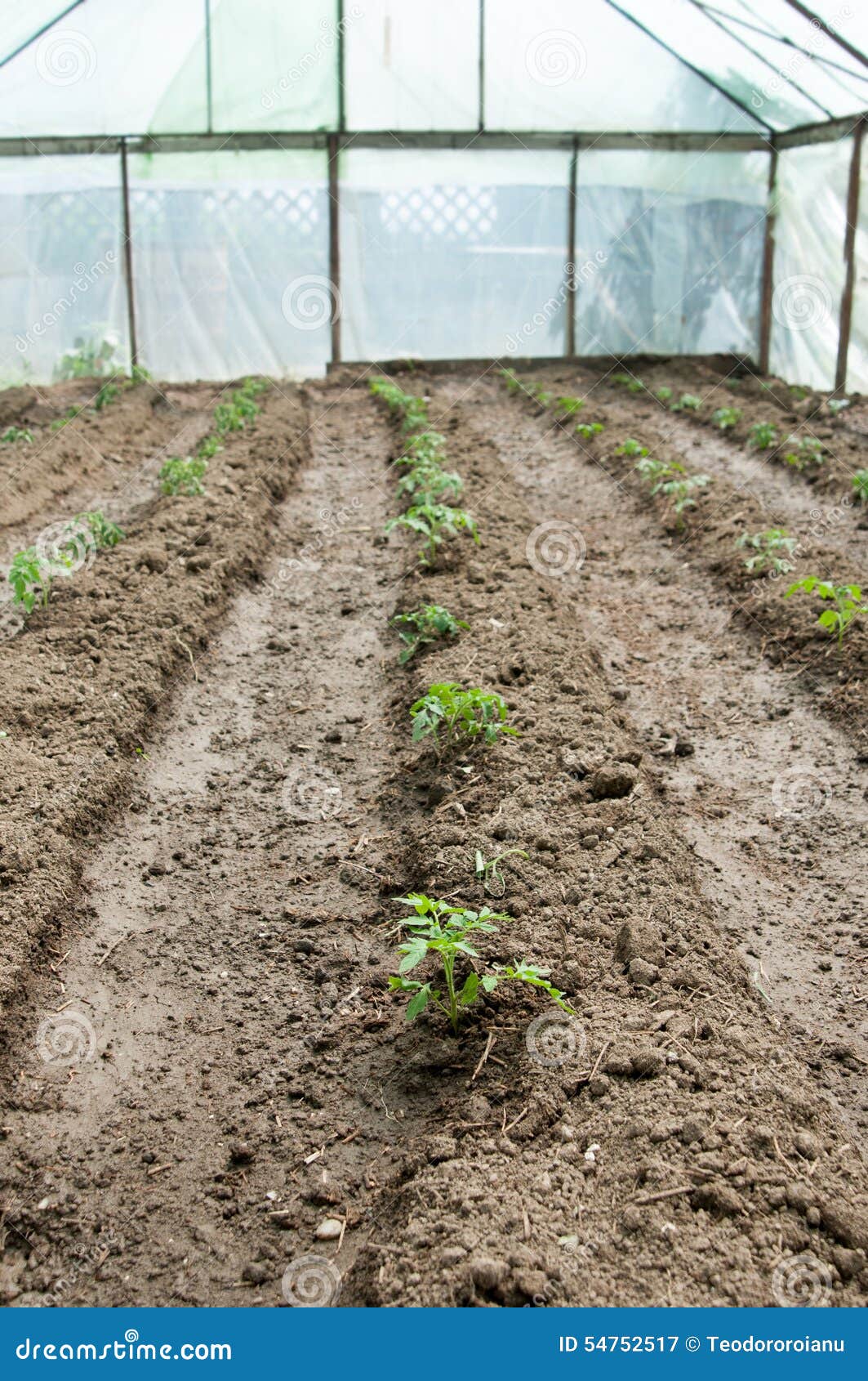 Hot house plants stock image. Image of cultivate, delicious - 54752517
