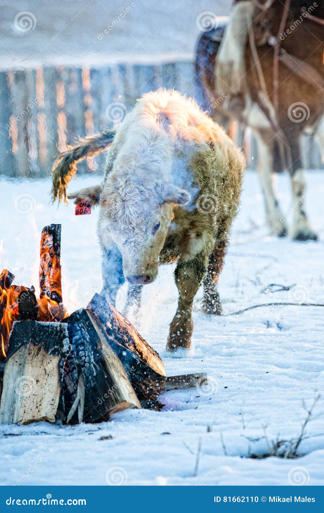 Hot Iron Ready for Branding Stock Photo - Image of unruly, fire: 81662110