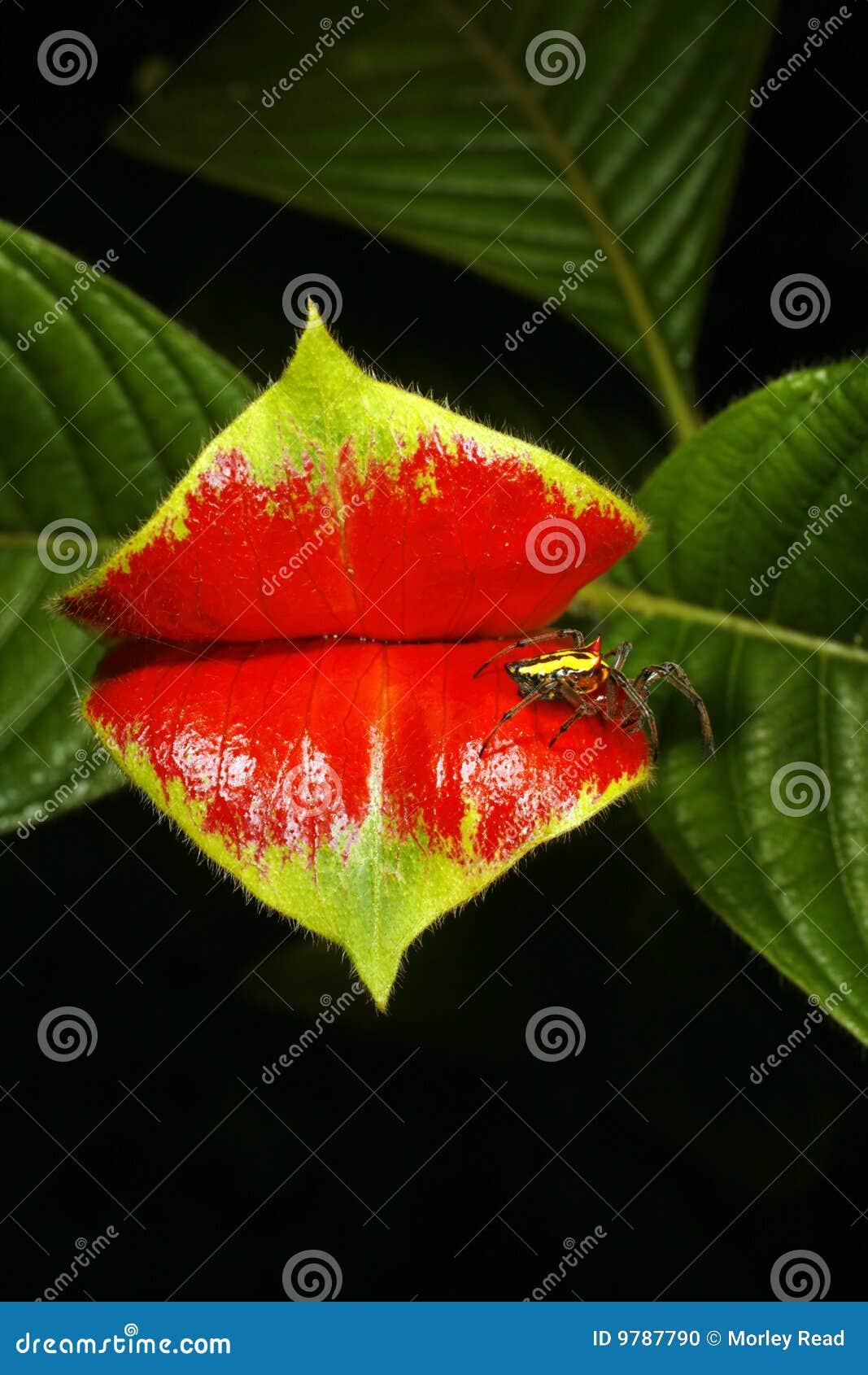 Hot Lips Plant stock photo. Image of south, neotropical - 9787790
