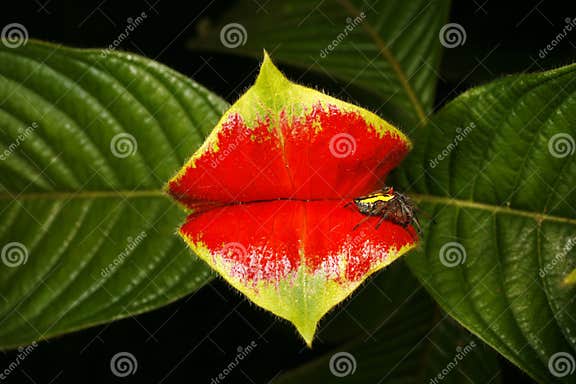 Hot Lips Plant stock photo. Image of kiss, botany, spider - 9805816