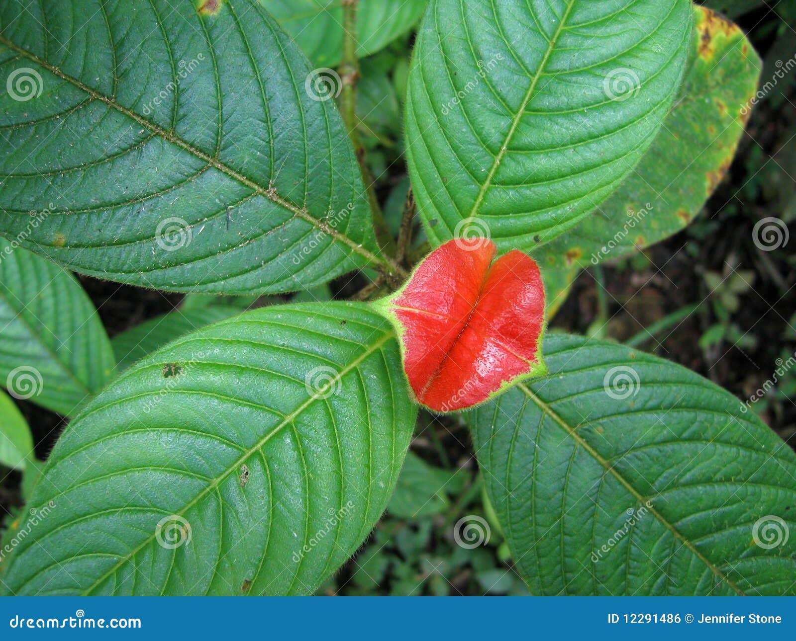 Hot Lips Plant in Ecuador stock photo. Image of south - 12291486