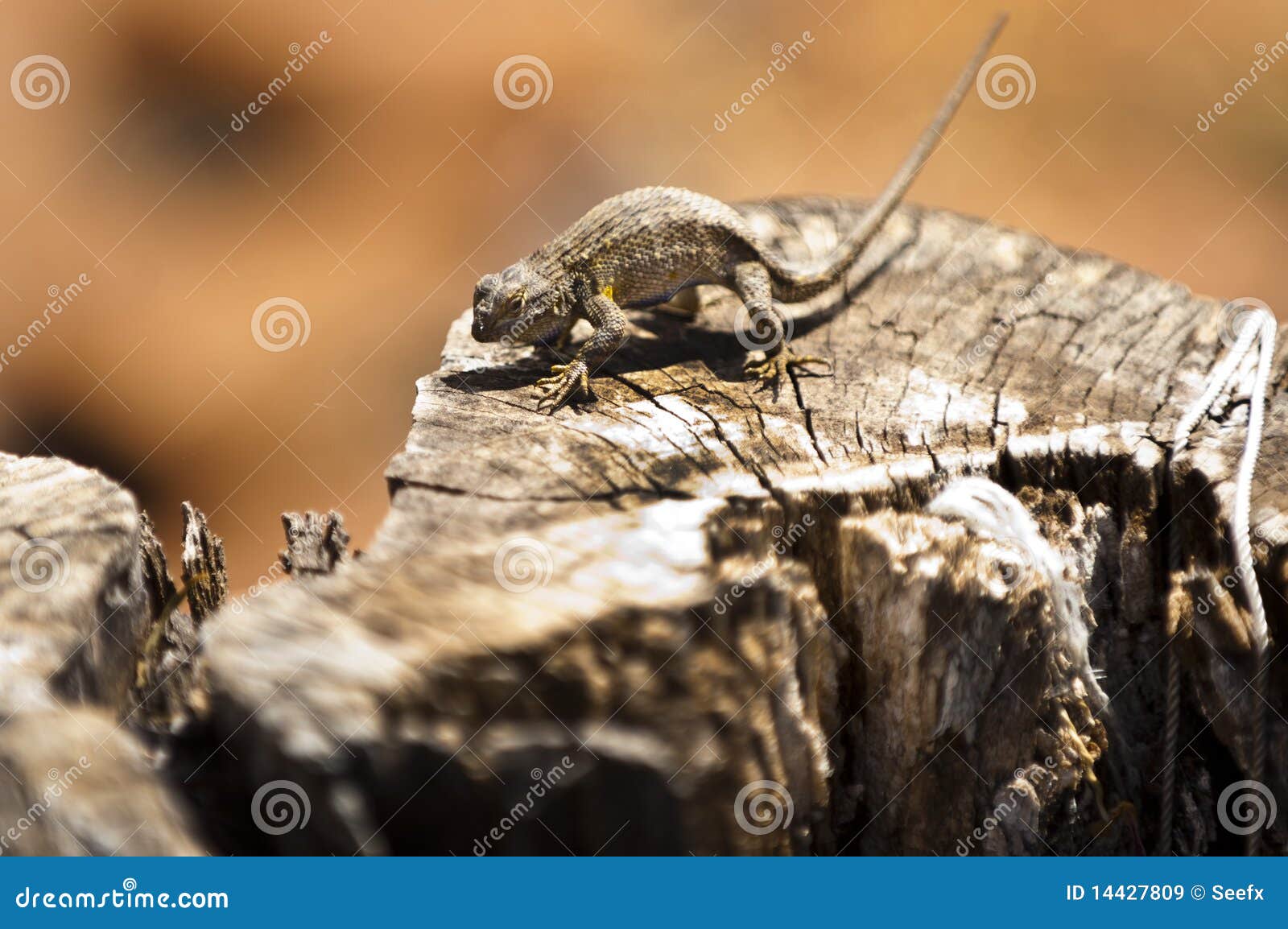 Hot lizard stock image. Image of crawl, mexico, reptilian - 14427809