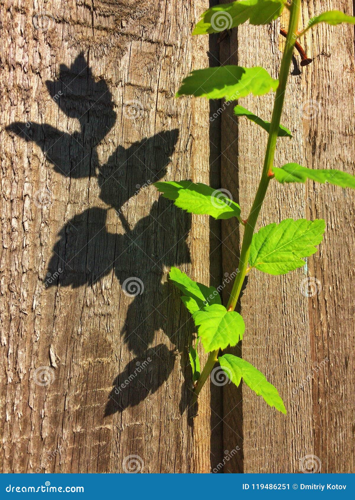 Hot midday shadow stock image. Image of midday, plants - 119486251