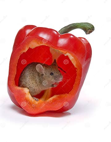 Hot mouse stock photo. Image of mice, humor, pepper, close - 9183374