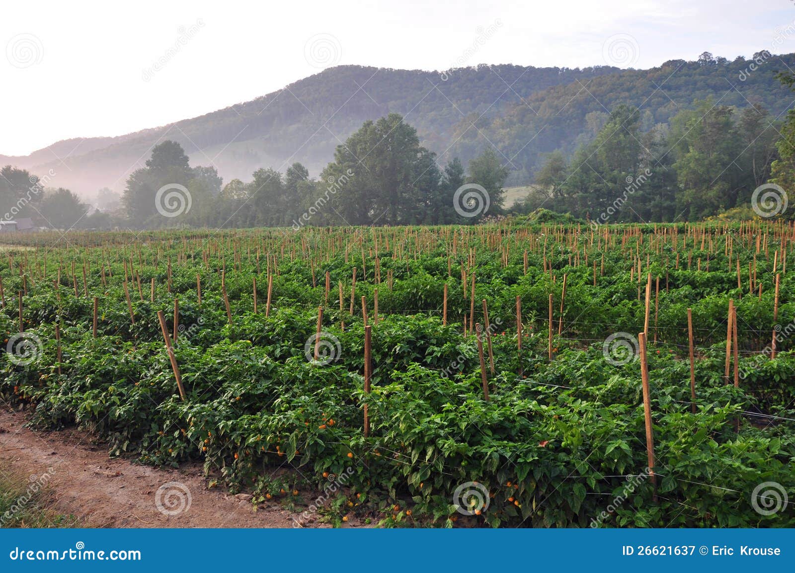 Hot Pepper Farm stock image. Image of food, agriculture - 26621637