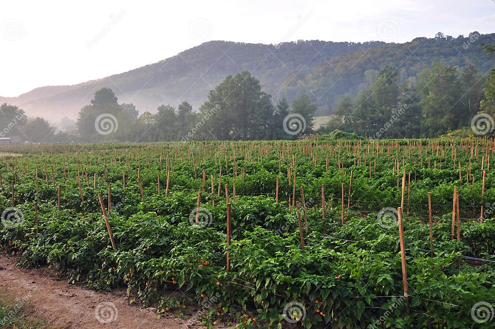 Hot Pepper Farm stock image. Image of food, agriculture - 26621637
