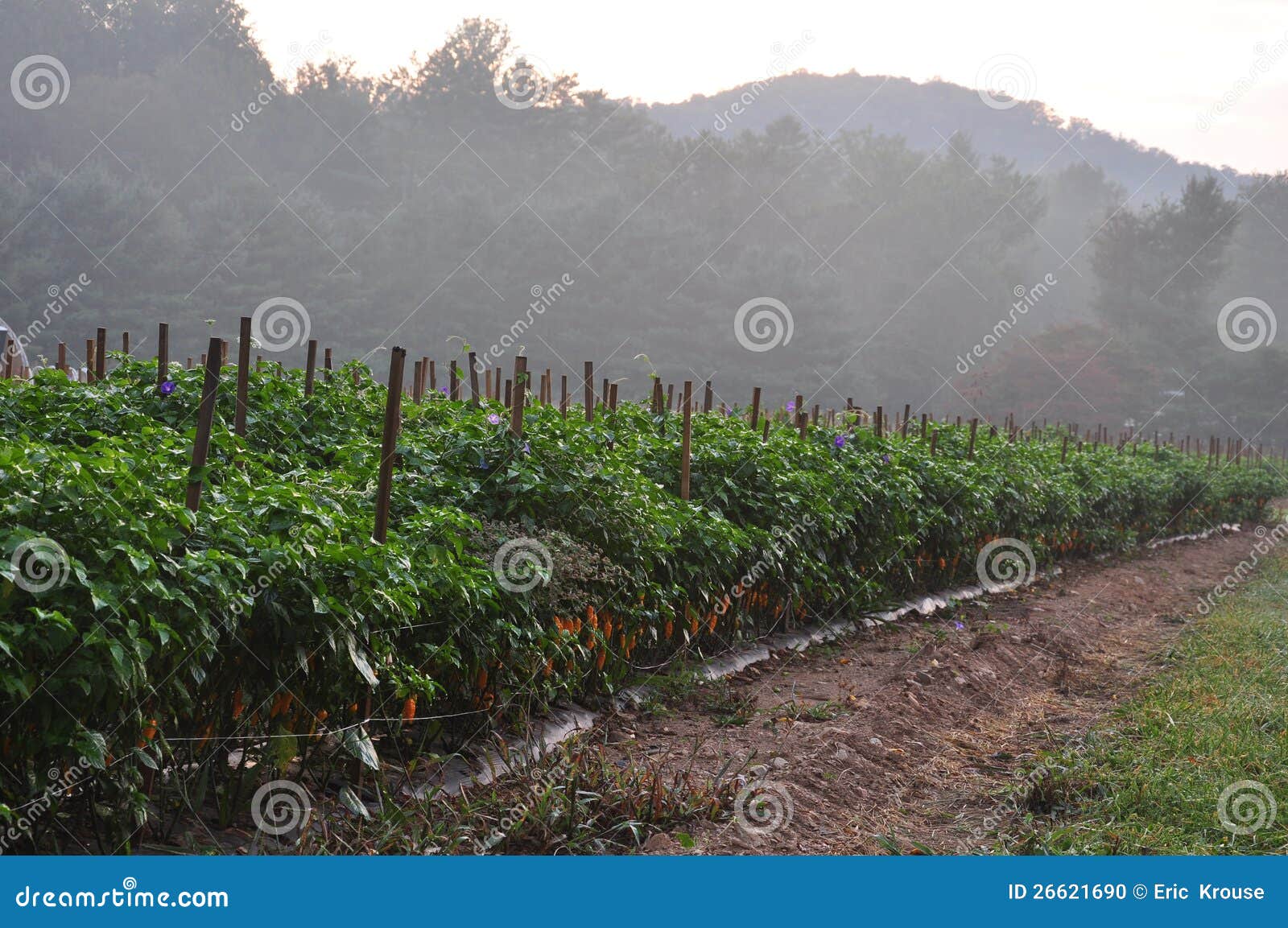 Hot Pepper Farm stock photo. Image of capsicum, pepper - 26621690