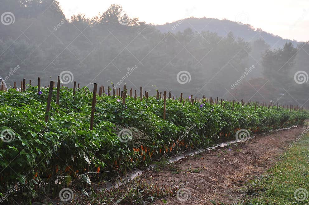 Hot Pepper Farm stock photo. Image of capsicum, pepper - 26621690