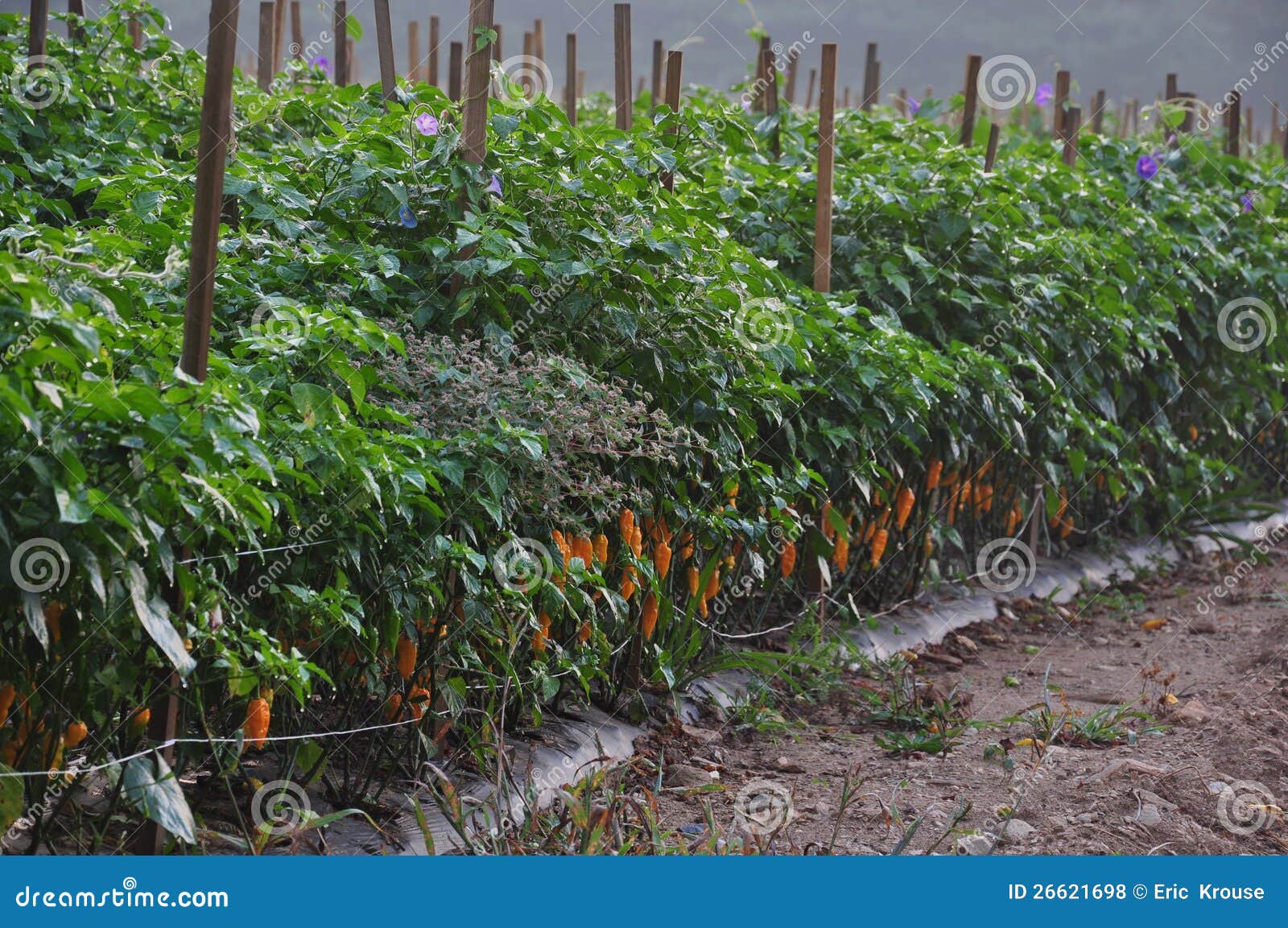 Hot Pepper Farm stock photo. Image of farming, harvest - 26621698