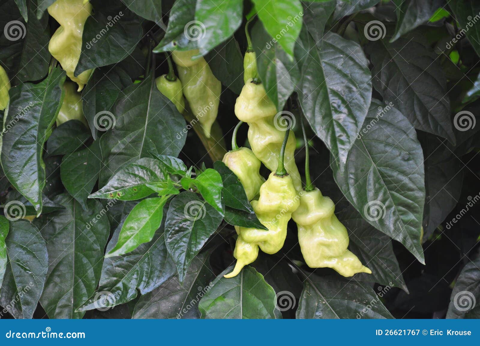 Hot Pepper Farm stock image. Image of agriculture, diet - 26621767