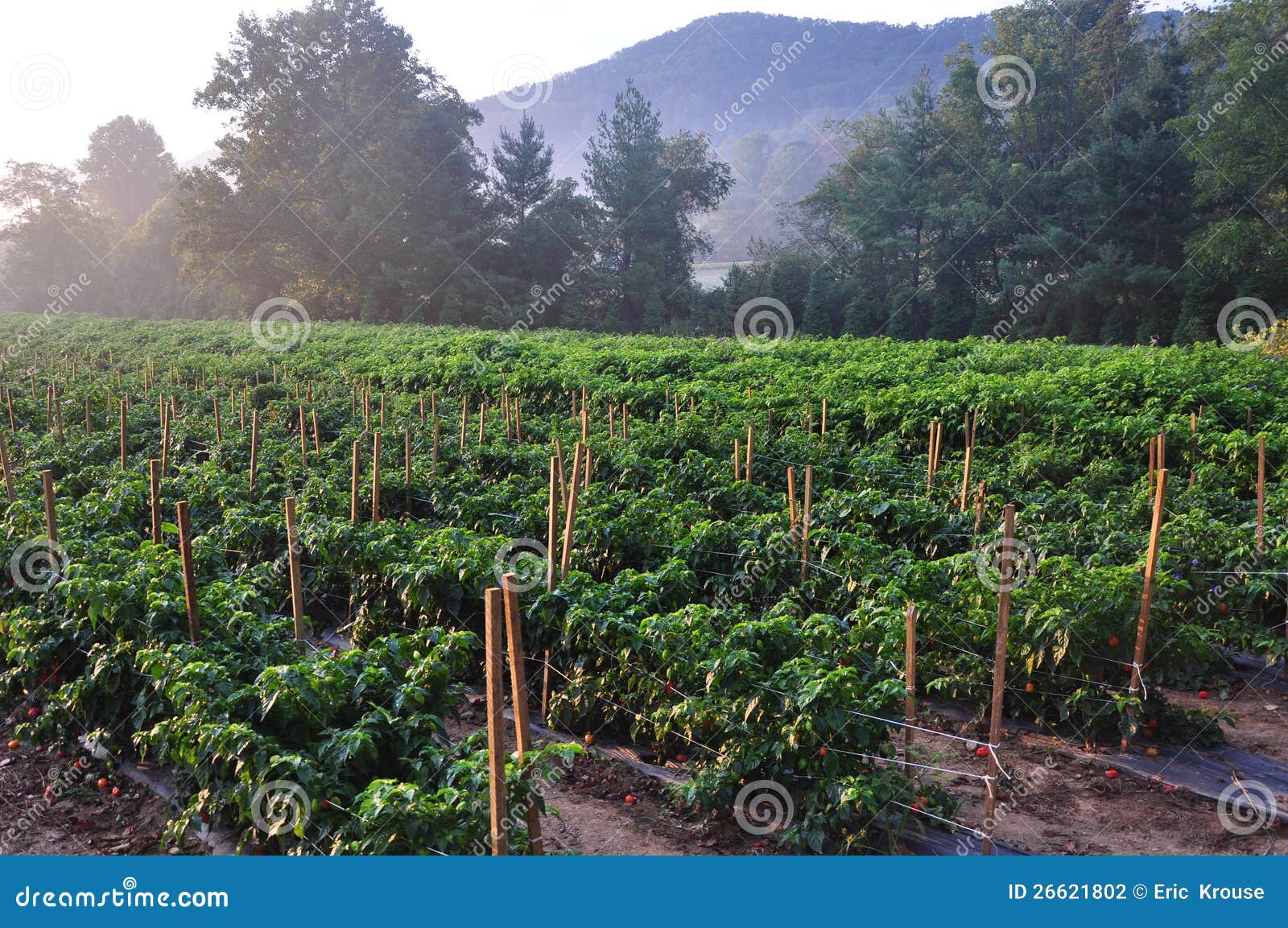 Hot Pepper Farm stock photo. Image of leaf, habenero - 26621802