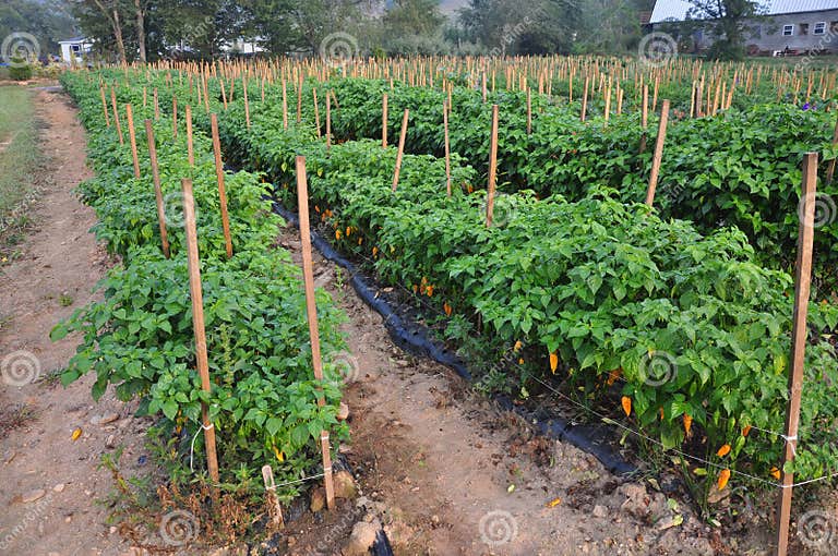 Hot Pepper Farm stock image. Image of bell, garden, fruit - 26621829