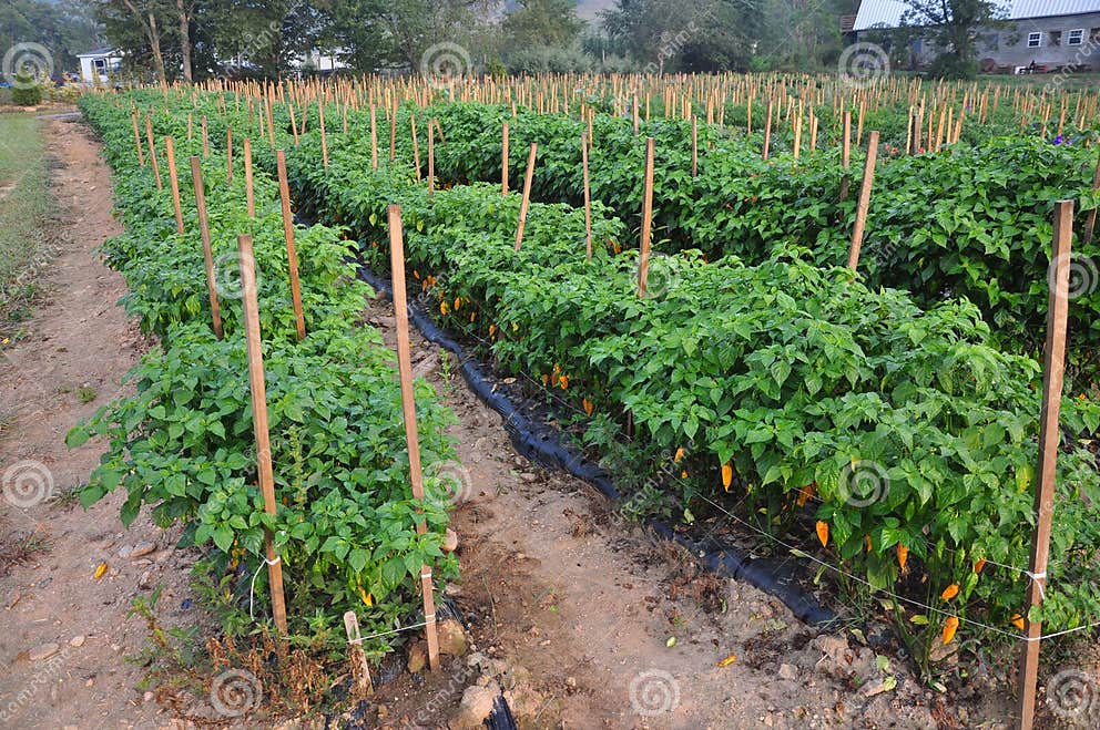 Hot Pepper Farm stock image. Image of bell, garden, fruit - 26621829