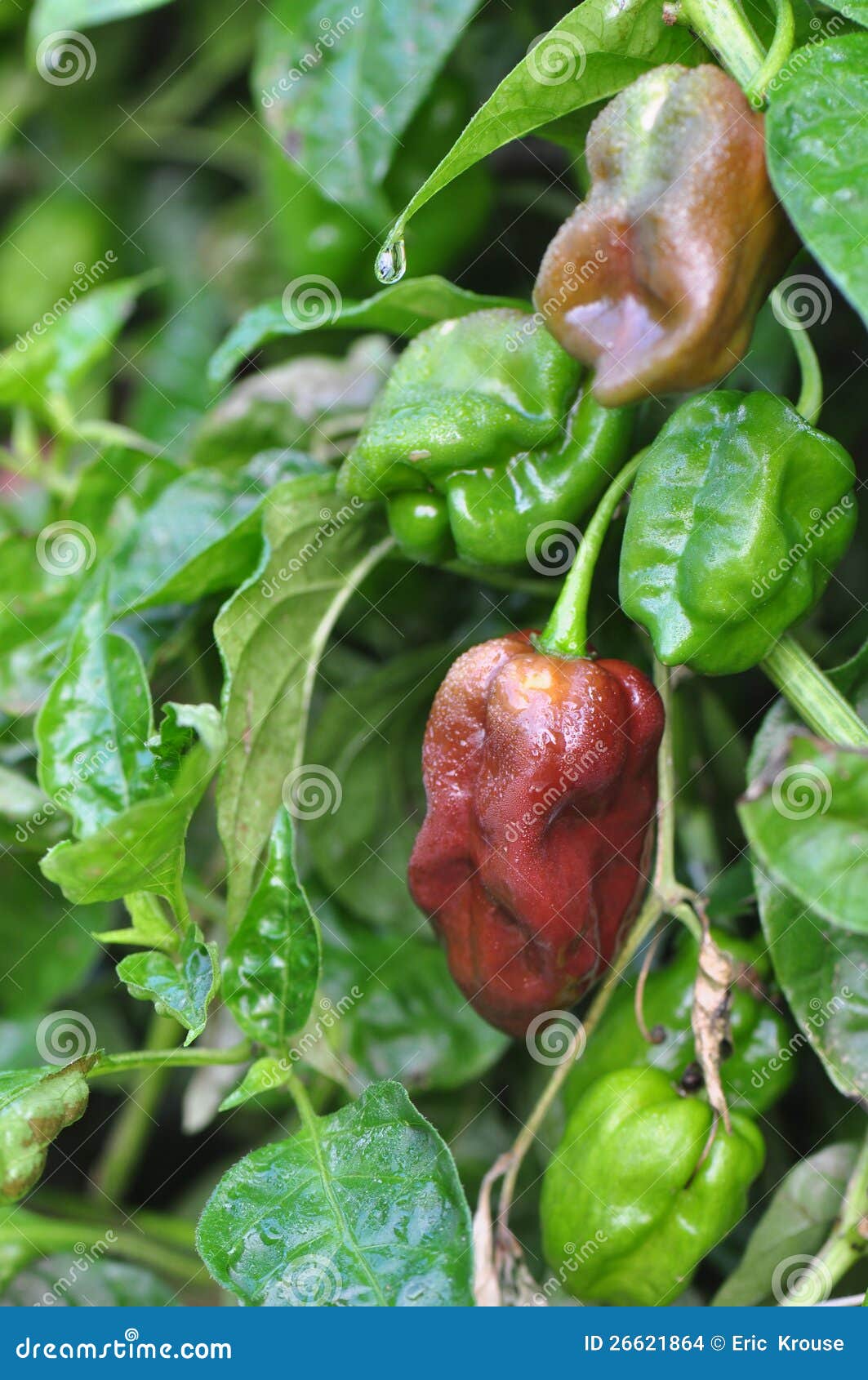 Hot Pepper Farm stock photo. Image of food, botanical - 26621864