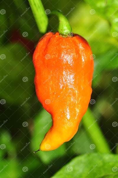 Hot Pepper Farm stock image. Image of freshness, natural - 26621885