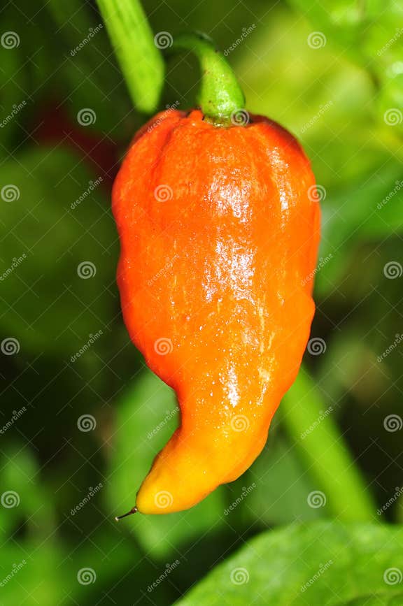 Hot Pepper Farm stock image. Image of freshness, natural - 26621885