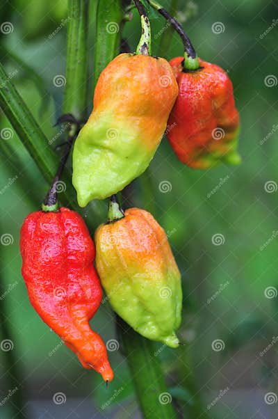 Hot Pepper Farm stock photo. Image of organic, freshness - 26621898