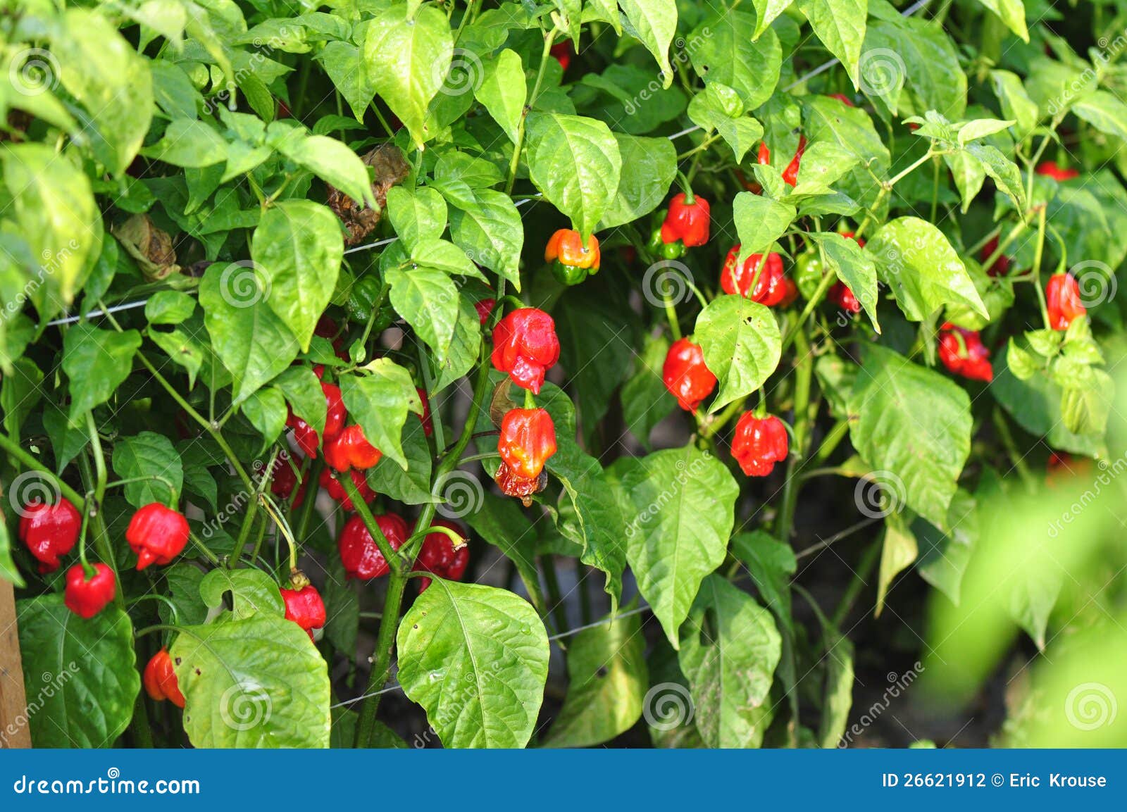 Hot Pepper Farm stock photo. Image of garden, ghost, leaf - 26621912
