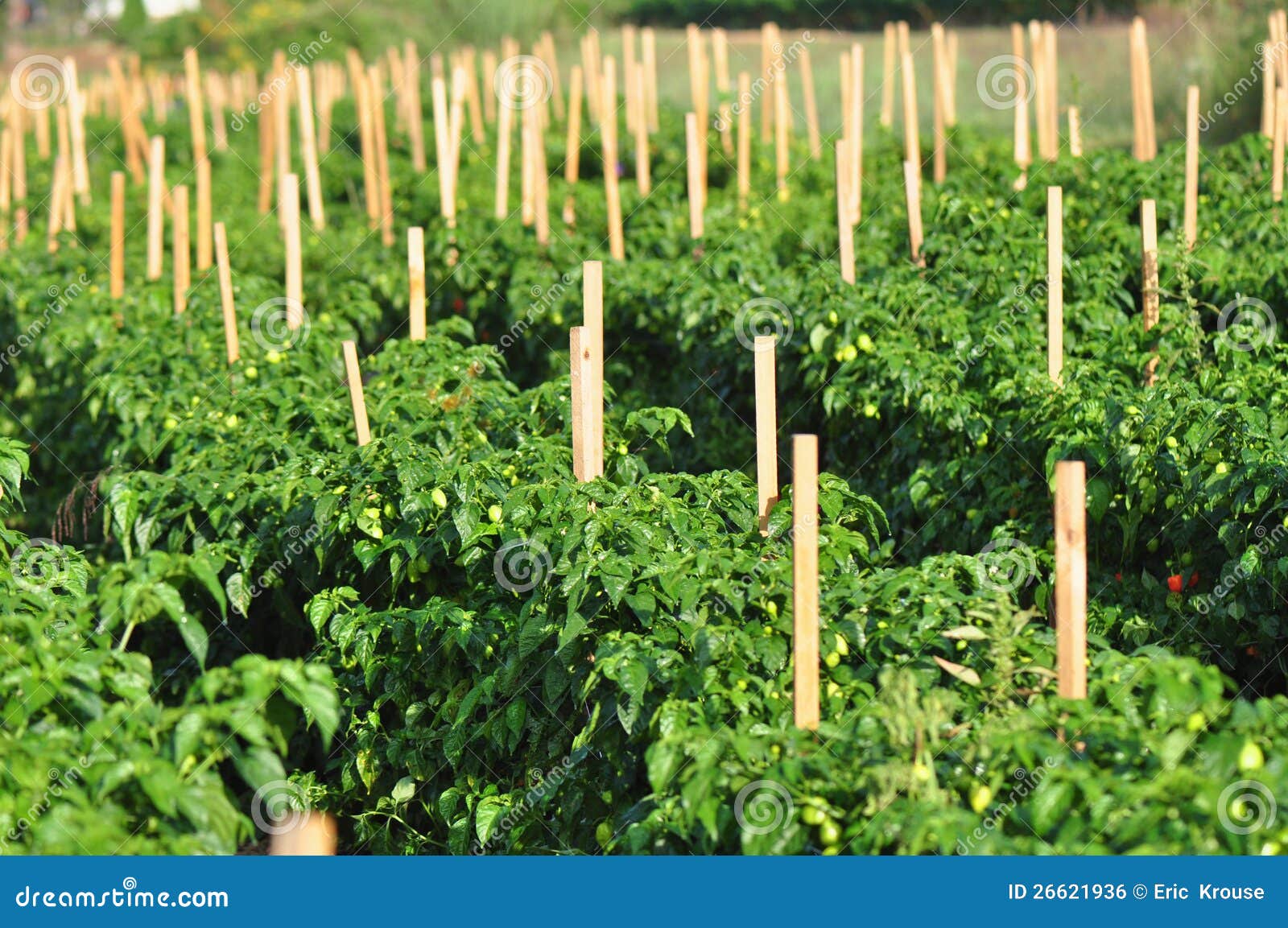 Hot Pepper Farm stock photo. Image of cayenne, plant - 26621936