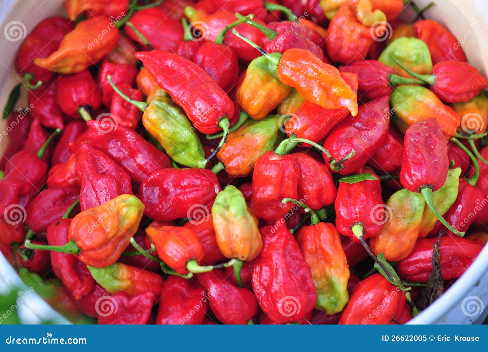 Hot Pepper Farm stock image. Image of capsicum, farm - 26622005