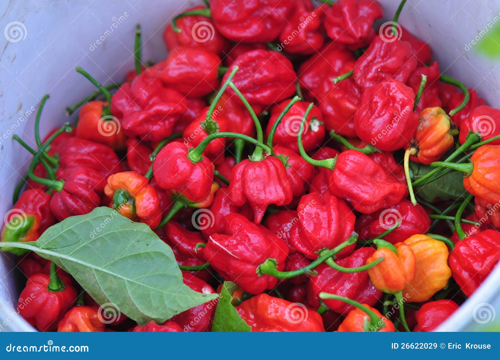 Hot Pepper Farm stock image. Image of diet, natural, botanical - 26622029