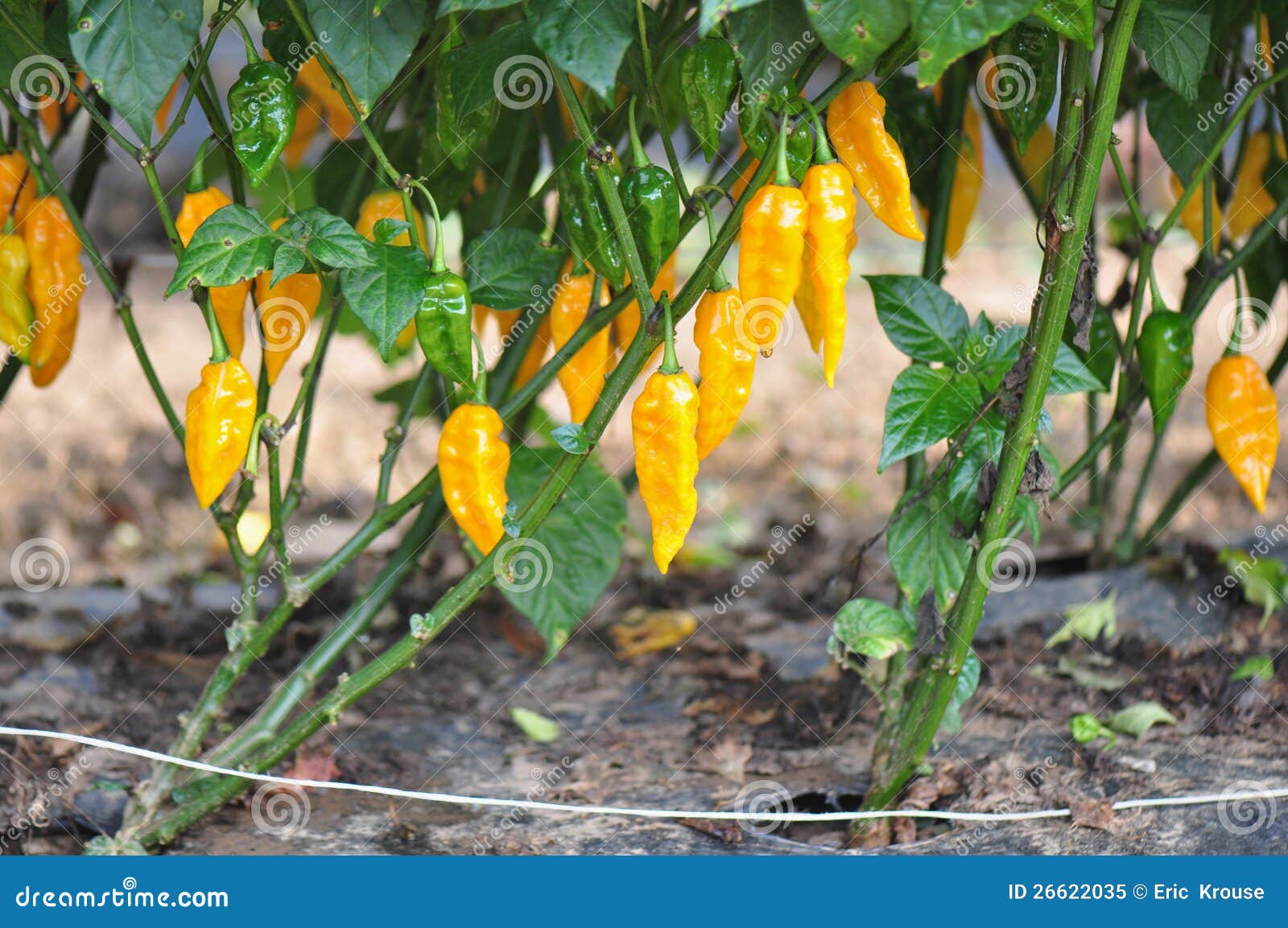 Hot Pepper Farm stock image. Image of cayenne, freshness - 26622035